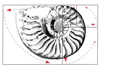 Fibonacci Savema