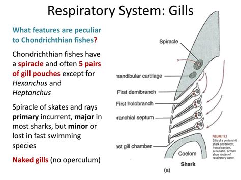 Ppt What Are The Functions Of The Respiratoy System Powerpoint