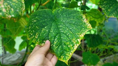 Cucumber Disease Spotted Yellowed And Diseased Cucumber Leaf Affected