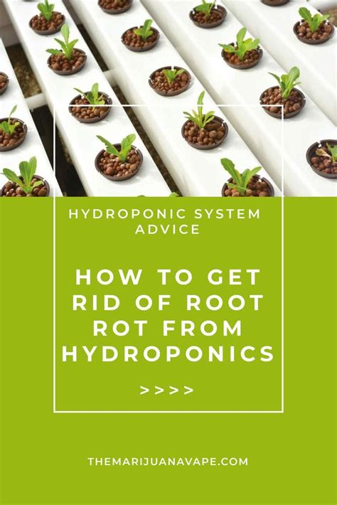 How To Get Rid Of Root Rot From Hydroponics Artofit