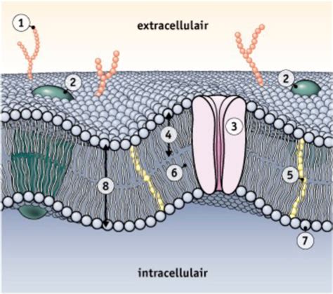 Diagramme De De Celmembraan Quizlet