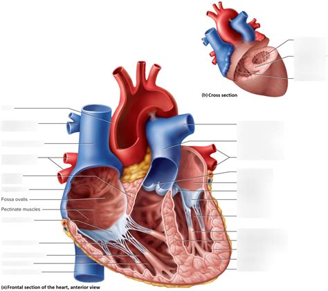 Heart Anatomy Labeled Quizlet