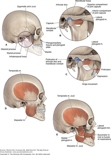 Chapter 21 Infratemporal Fossa Basicmedical Key