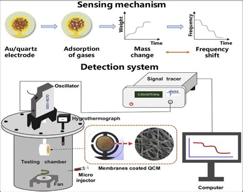 17 A Scheme To Illustrate The Working Principle Of The Quartz Crystal Download Scientific