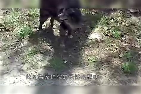 被狗追的时候，为什么人一蹲下狗立马就怂了，这才是正确的解释时候