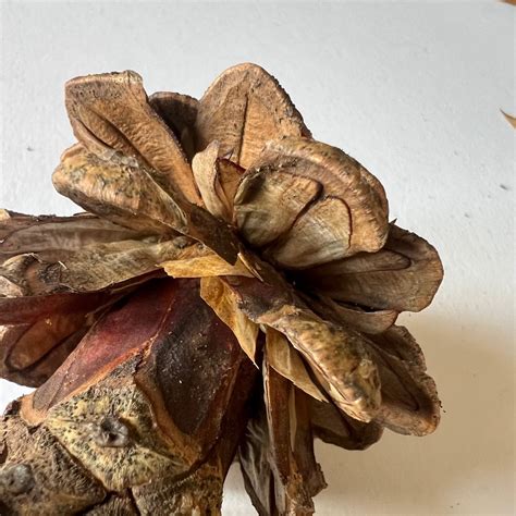 Why Do Pine Cones Open And Close Mud Bloom
