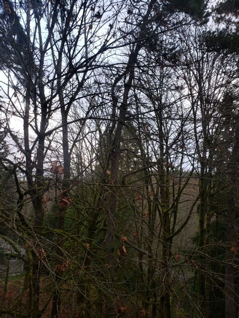 Naked Are The Branches The Vashon Loop