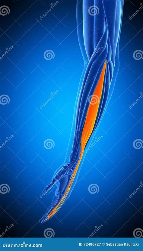 The Extensor Digitorum Longus Royalty Free Illustration 58450386