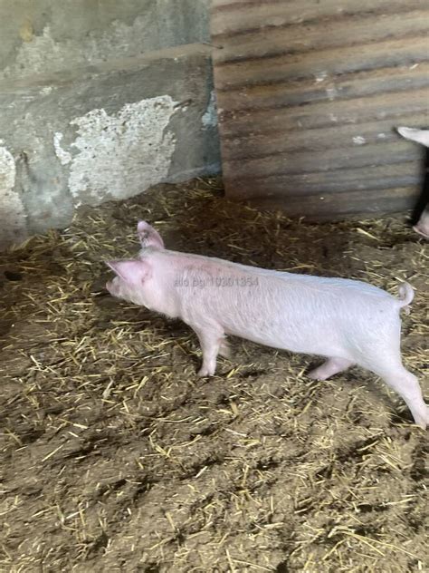 Малки прасенца Прасета Селскостопански животни Сливен