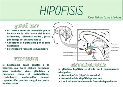 Neuro Y Adenohipofisis Hipofisis Estructura En Forma De Ovoide Que Se