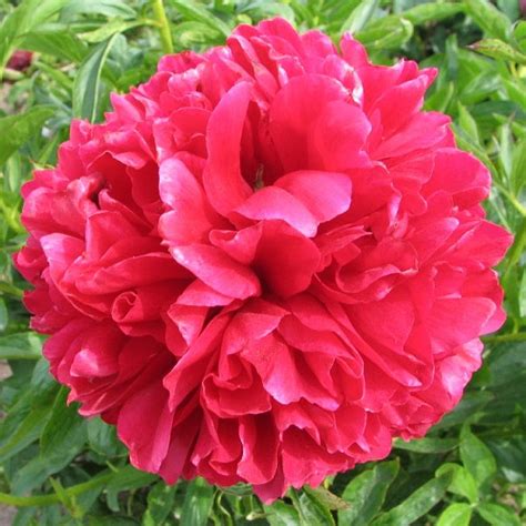 Red Grace Peony Wild And Son