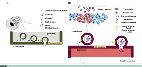 Secretory Vesicles