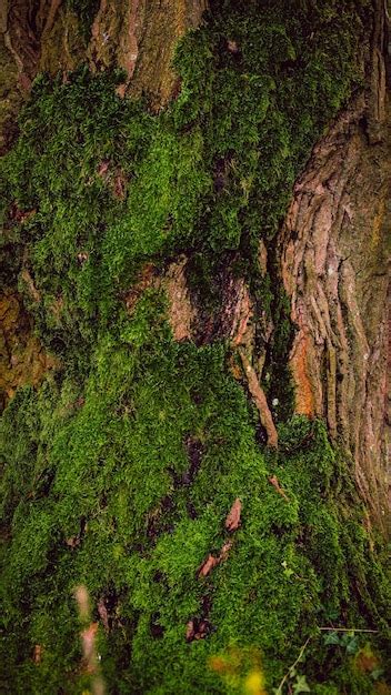 Premium Photo Texture Of Green Moss On The Tree