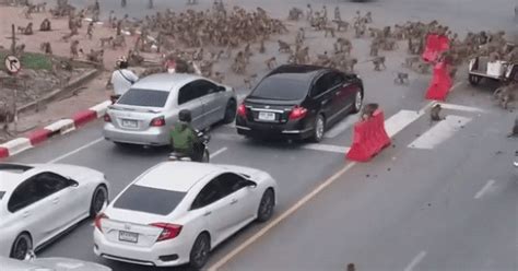 혹성탈출 시즌2 태국 도심 원숭이떼 난투극 민가도 습격 [영상]