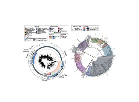 Programmable Rna Guided Dna Endonucleases Are Widespread In Eukaryotes