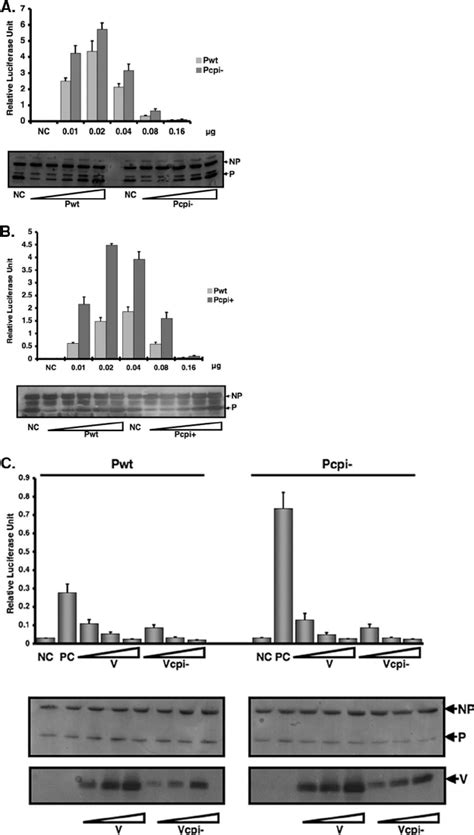 Elevated Minigenome Replication With Pcpi Ϫ And Pcpi ϩ A Minigenome