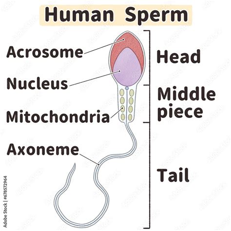 Explain The Structure Of Human Sperm With Labelled Diagram Png Stock Illustration Adobe Stock