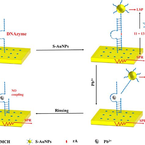 Detection Strategy Of The Pb 2 Sensor Based On Dnazyme And Spr With Download Scientific