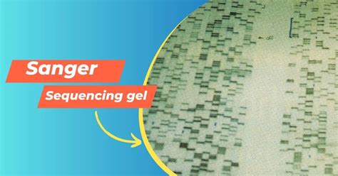 A Step By Step Process On How To Read Sanger Sequencing Gel Genetic