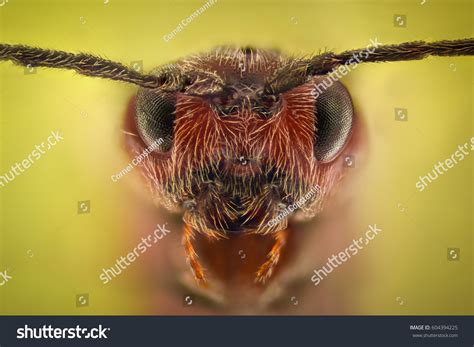 Microscope Bug 7 105 รายการ ภาพ ภาพสต็อกและเวกเตอร์ Shutterstock