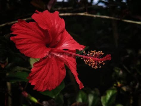 Hibiscus Se Conoce Normalmente Como Planta Ornamental Sin Embargo Las