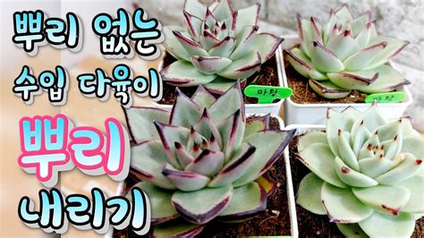뿌리 없는 다육이 뿌리 내리기 그냥 상토 위에 뿌리가 날 때까지 얹어 둬요 뿌리가 나면 분갈이 해요 多肉植物 たにくしょくぶつ 다육이를부탁해 Youtube
