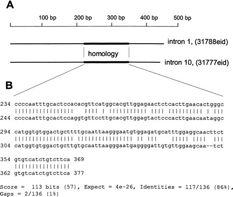 Mystery Of Intron Gain