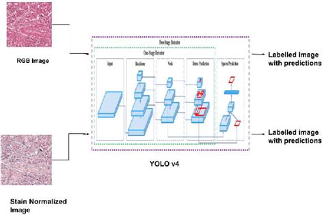 Figure 1 From Mitotic Nuclei Detection In Breast Histopathology Images Using Yolov4 Semantic