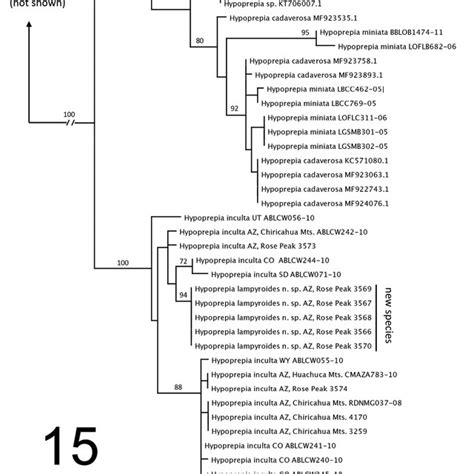 maximum likelihood tree of hypoprepia species based on coi bootstrap