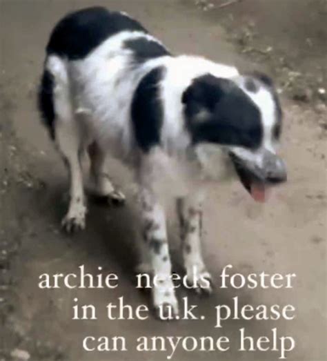 Poor Sad And Scared Archie Needs Love Pennypaws Rescue