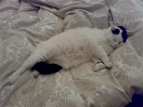 Lazy Cat Being Lazy Photo 853715 Fanpop