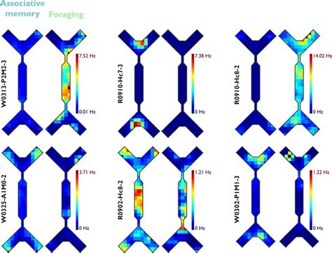Example Neurons Smoothed Firing Rate Maps Smoothed Firing Rate Maps Of