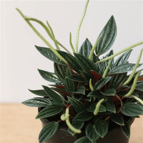 Peperomia Rosso The Flower Crate
