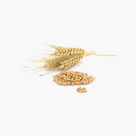 Wheat 3d Models Download