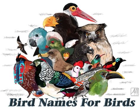 Names Of Birds Bird Names For Birds — Southern Wisconsin Bird