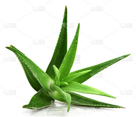 在白色背景上分离的芦荟植物