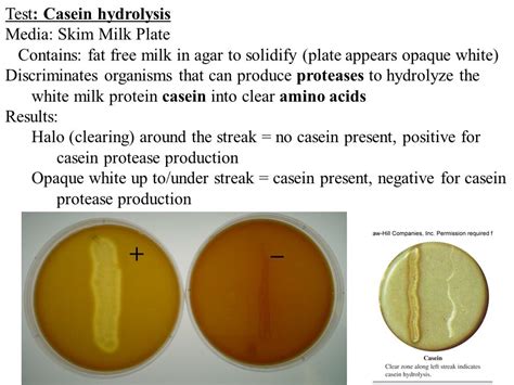 Casein Hydrolysis Test