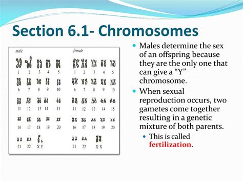 Ppt Understanding Chromosomes Somatic And Gamete Cells In Meiosis