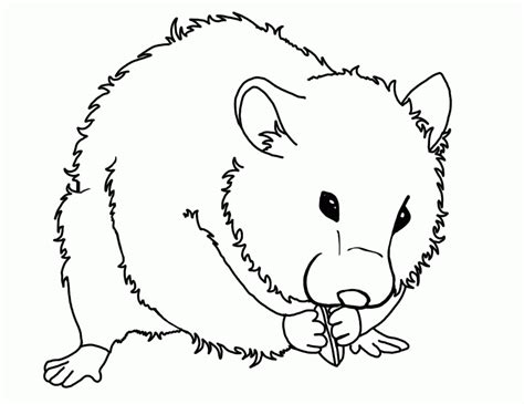 Real Hamster Coloring Pages Coloring Pages
