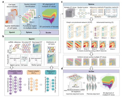 USTC Develops A New Deep Learning Based Analysis Toolkit For Spatial Transcriptomics