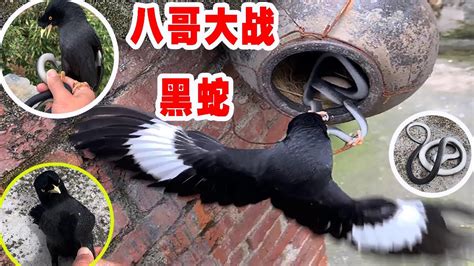 震惊！八哥大战黑蛇，这鸟大喊救命！全都一起上吧，根本没在怕！【天下一场梦】 Youtube