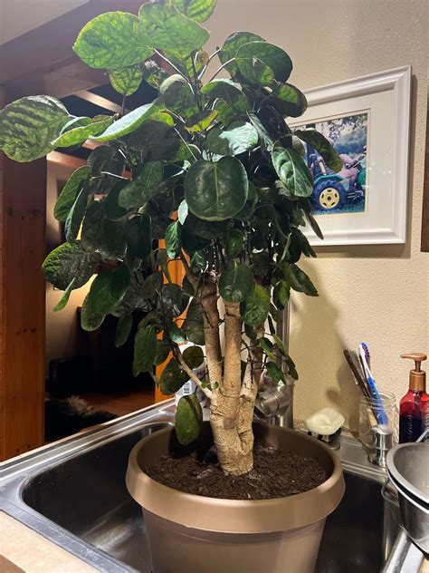 Polyscias Fabian Thinning Out In Trunk Rplantclinic