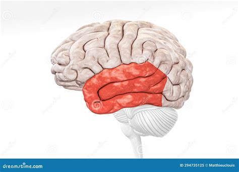 Cerebral Cortex Temporal Lobe In Red Color Profile View Isolated On