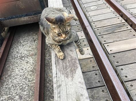 人類的好朋友 卡特 Kater