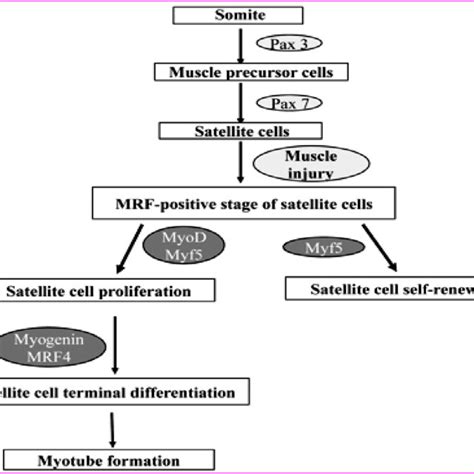 Satellite Cell Specification Activation And Differentiation During Download Scientific