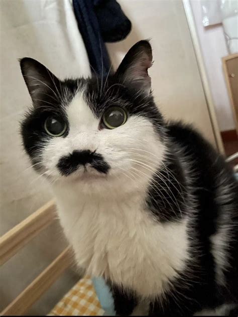 大概是成精了 Nga玩家社区