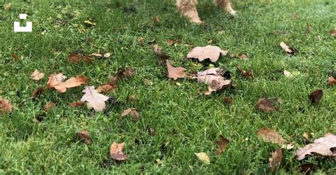 낮 동안 푸른 잔디밭에서 달리는 갈색과 검은색 짧은 코팅 작은 개 사진 Unsplash의 무료 개 이미지