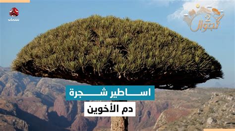 لأول مرة الحكاية الكاملة واساطير شجرة دم الأخوين الشهيرة في سقطرى