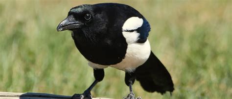 Alles Over De Ekster Vogel Blog