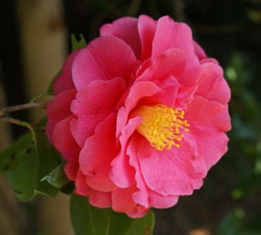 跡見群芳譜 樹木譜 クマサカ